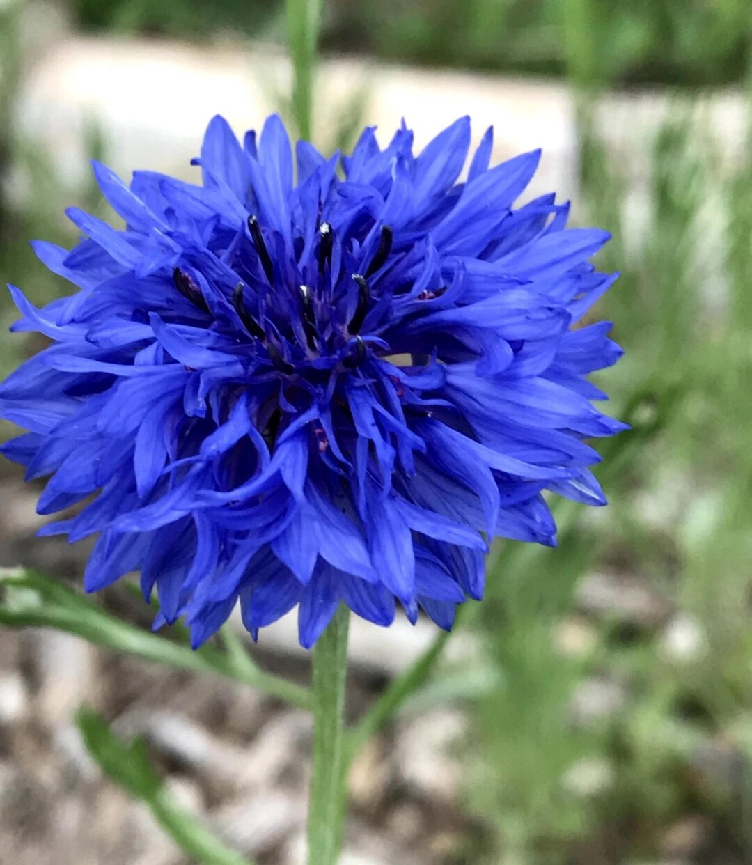 Bachelor Button Seeds | Tall Blue Cornflower - Etsy