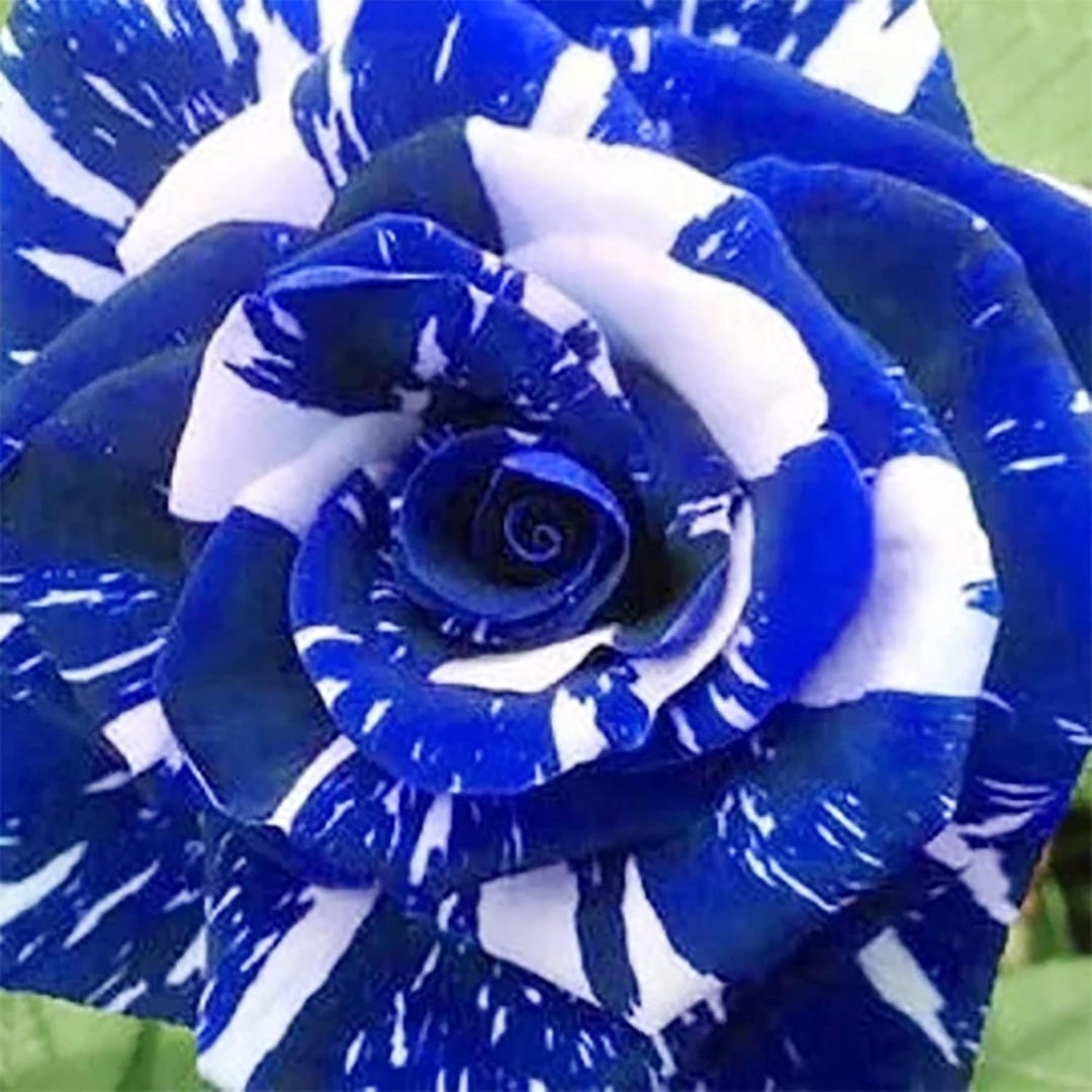 Blue Dragon Rose Seeds | Rare Stripe Rose Bush - Etsy