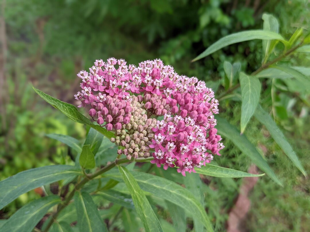 Asclepias Incarnata - Swamp Milkweed - Rose Milkweed Seeds - Etsy