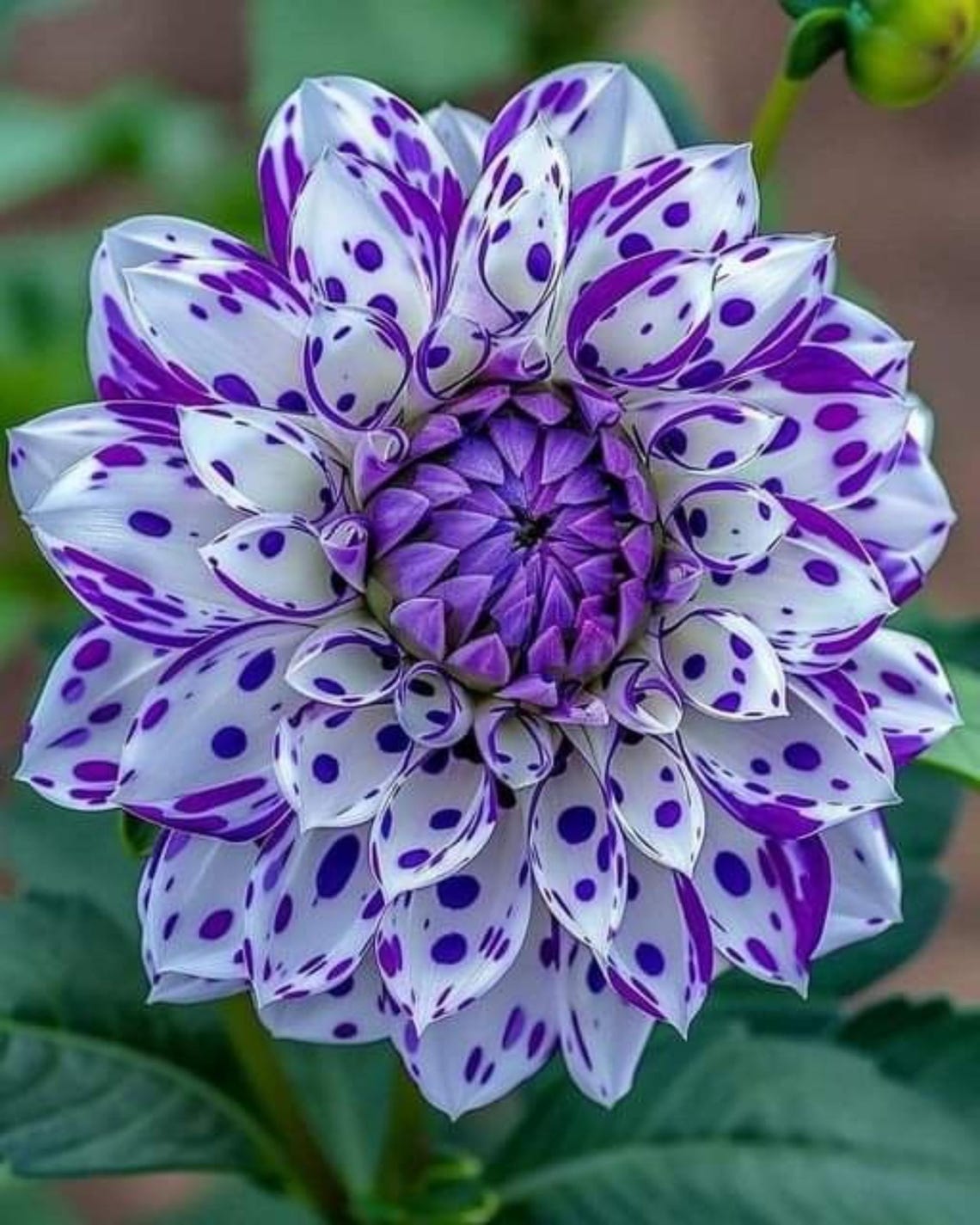100+ Giant Dinner Plate Dahlia Seeds – Exotic Dahlia Pinnata Flowers ...