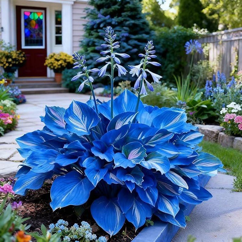 150+ Mixed Color Hosta Seeds – Perennial Non-gmo Plants for Bonsai ...