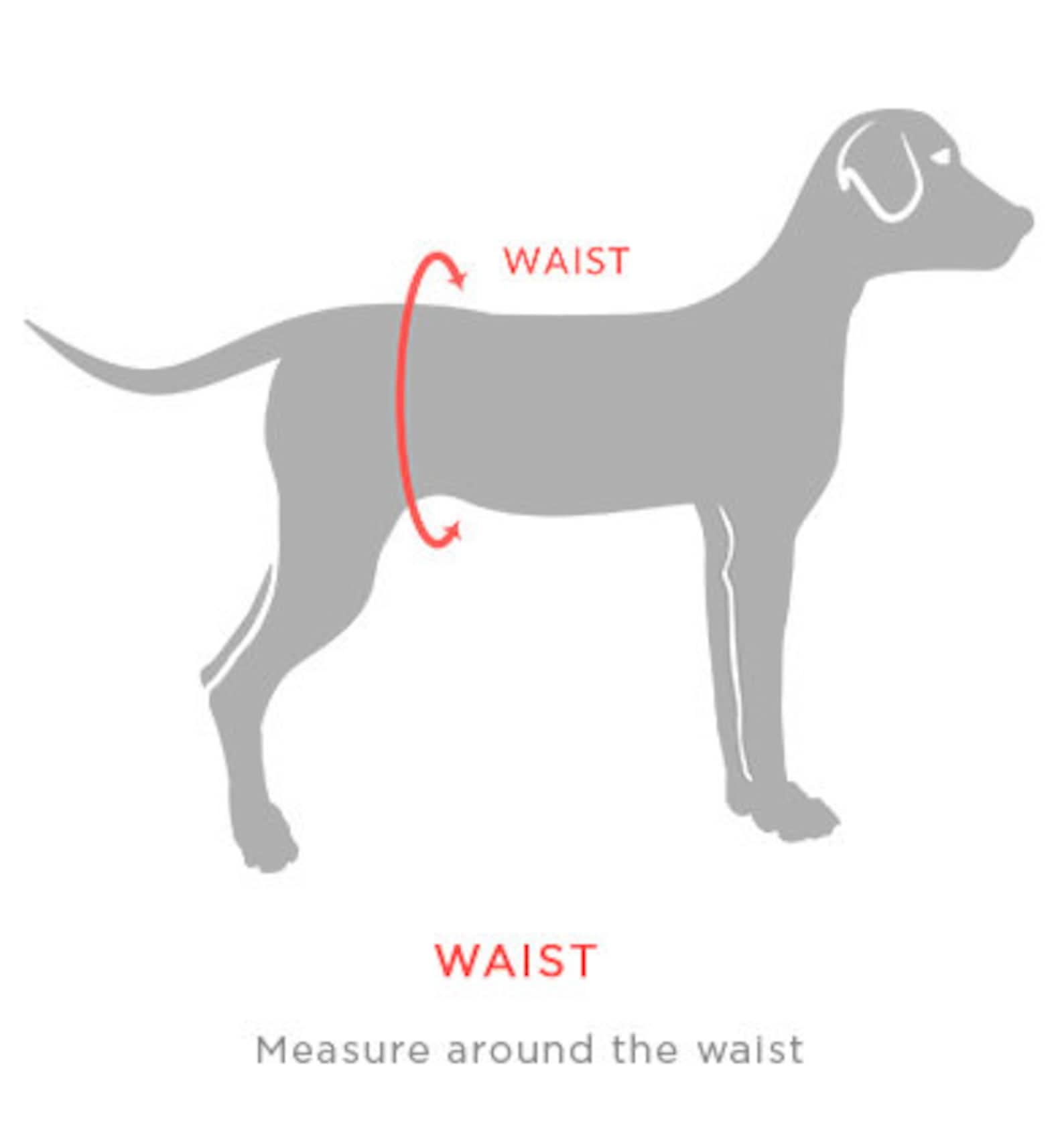 Dog Cat birthday Tutu Gotcha Day Pet Gift - Etsy