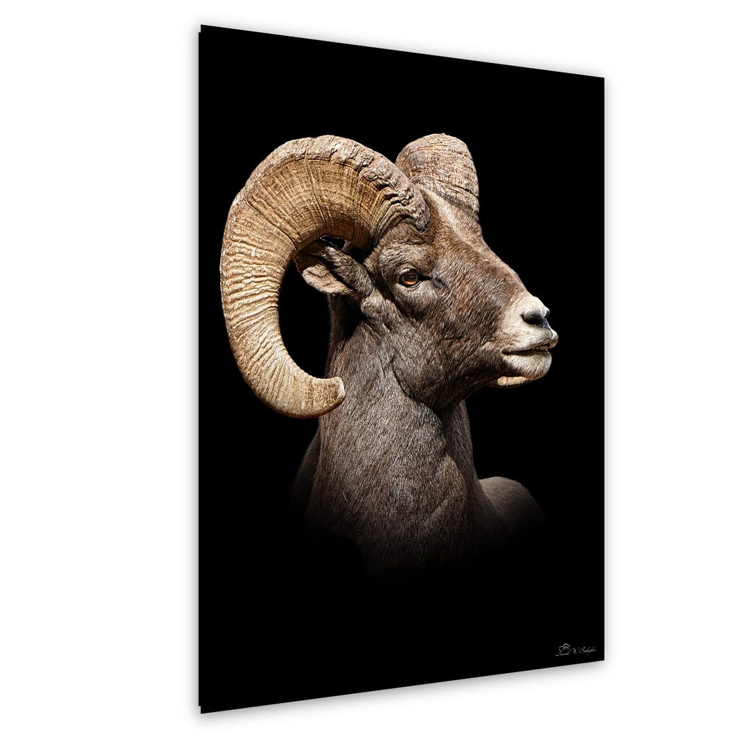 Bighorn Ram Portrait in Waterton Canyon Wall Art - Etsy