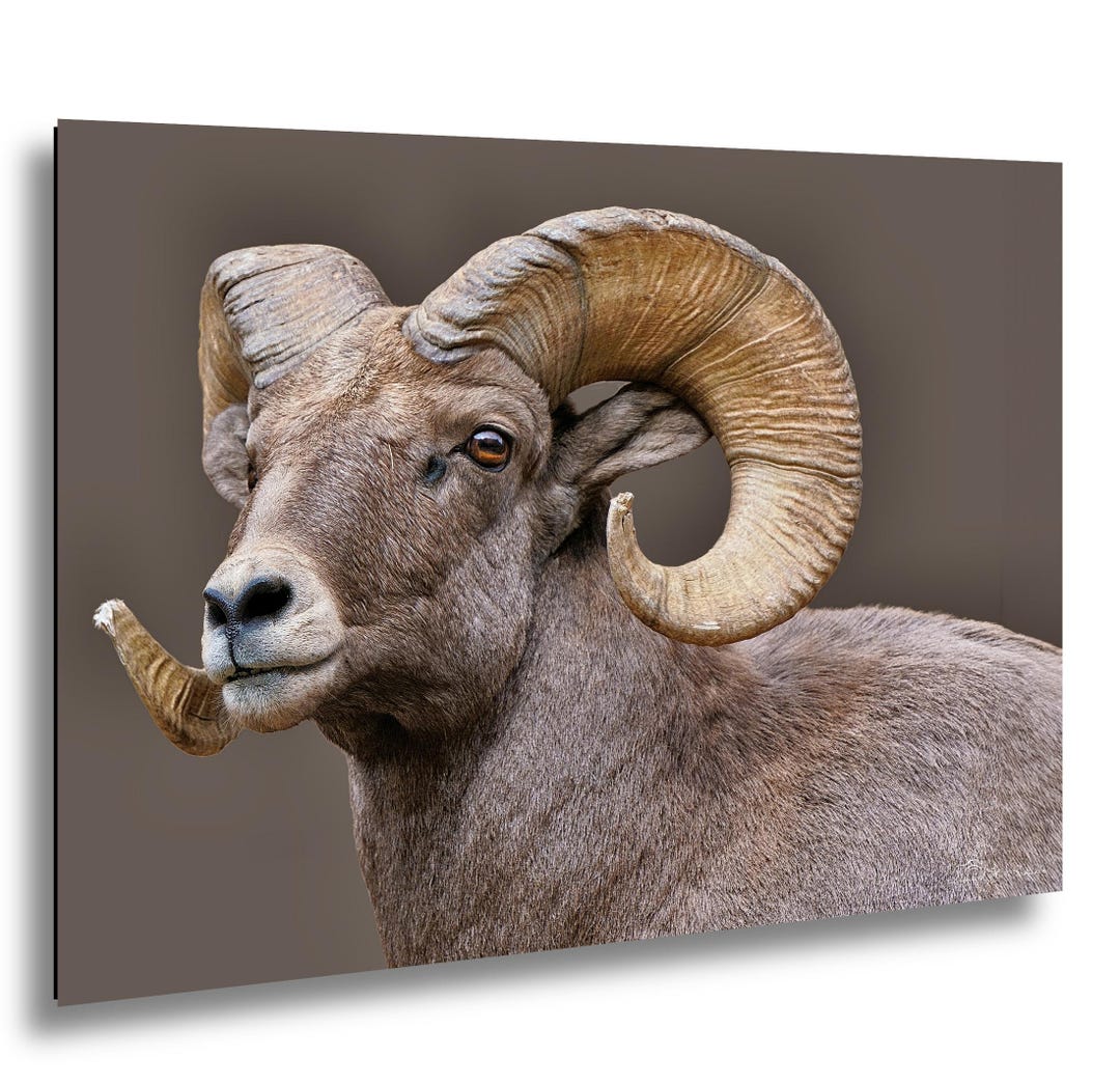 Bighorn Ram Portrait in Soft Light Wall Art Print - Etsy