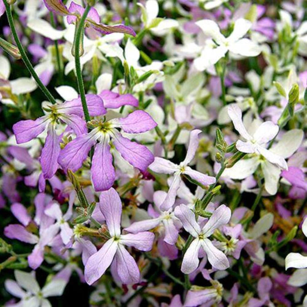 3000 Evening Scented Stock Flower Seeds BULK, Matthiola Lilac Pink Mix ...