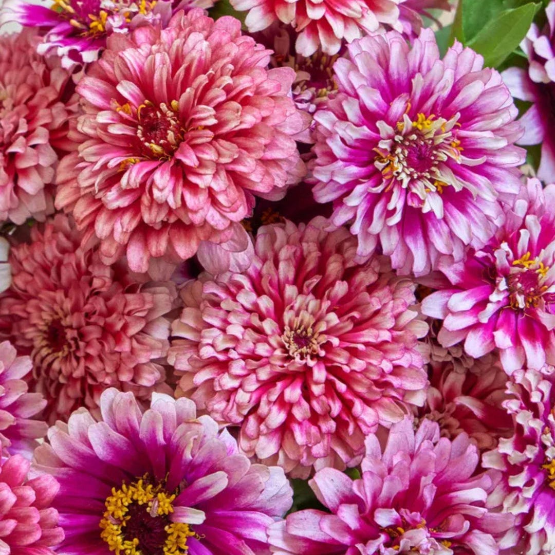 Color Fiesta 100 Mazurkia Zinnia Seeds for a Vibrant Garden Explosion ...