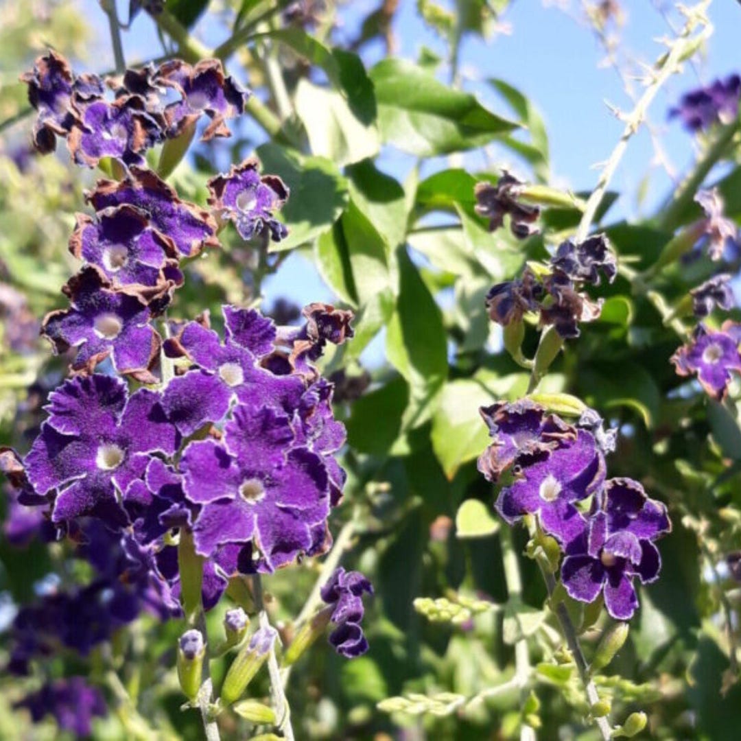 Sky Flower Seeds, Duranta Repens, Ornate Flowering Shrub, 10 Seeds ...