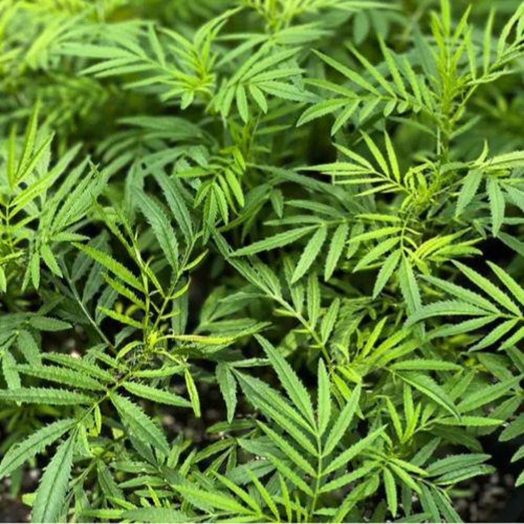 100 Huacatay Seeds Black Mint, Tagetes Minuta, Peruvian Medicinal and ...