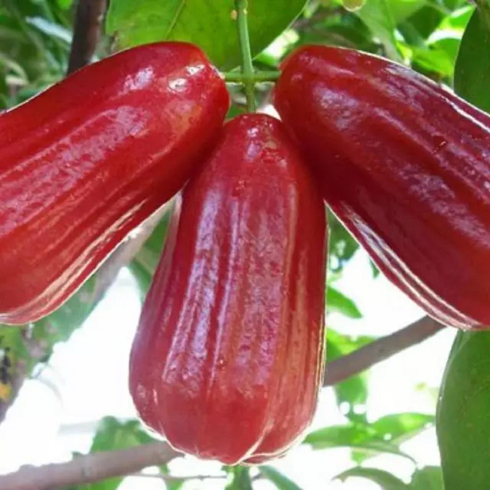 Grafted Red Delhi Water Apple Fruit Tree Live Plant Fast Fruiting Wax ...
