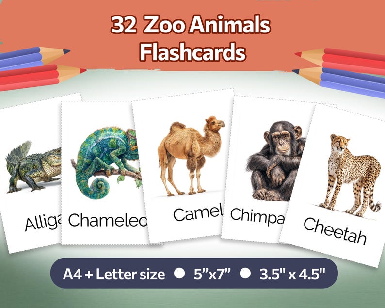Zoo Animals Flashcards: 32 Realistic Photo Cards for Kids Vocabulary ...