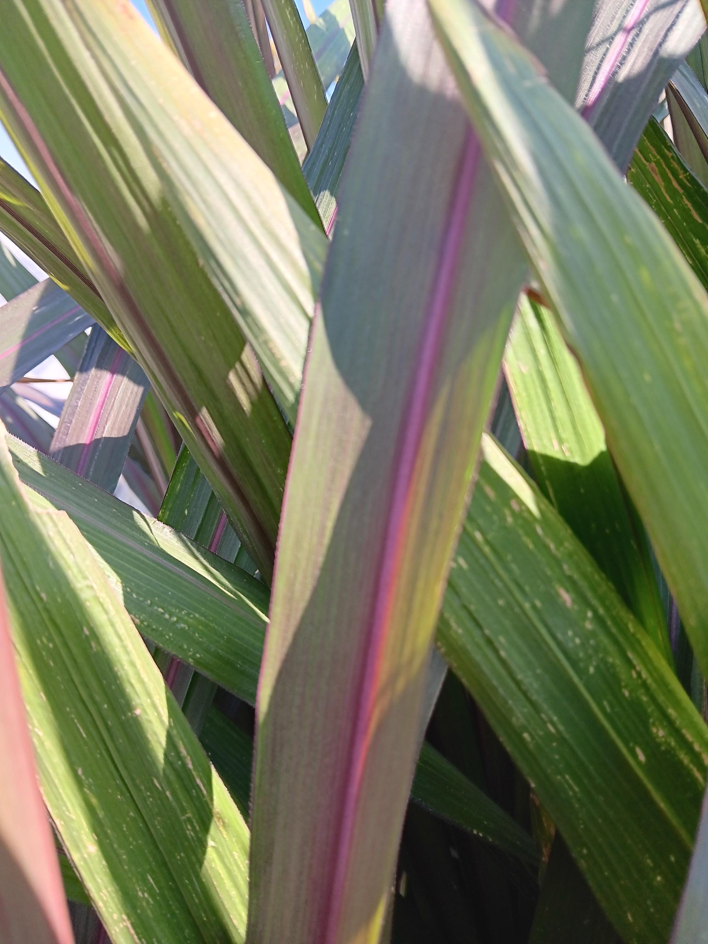 Pele's Smoke Live Sugarcane Plant - Etsy