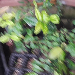 Pink Wampee ((clausena Excavata) Tropical Fruit Tree - Etsy