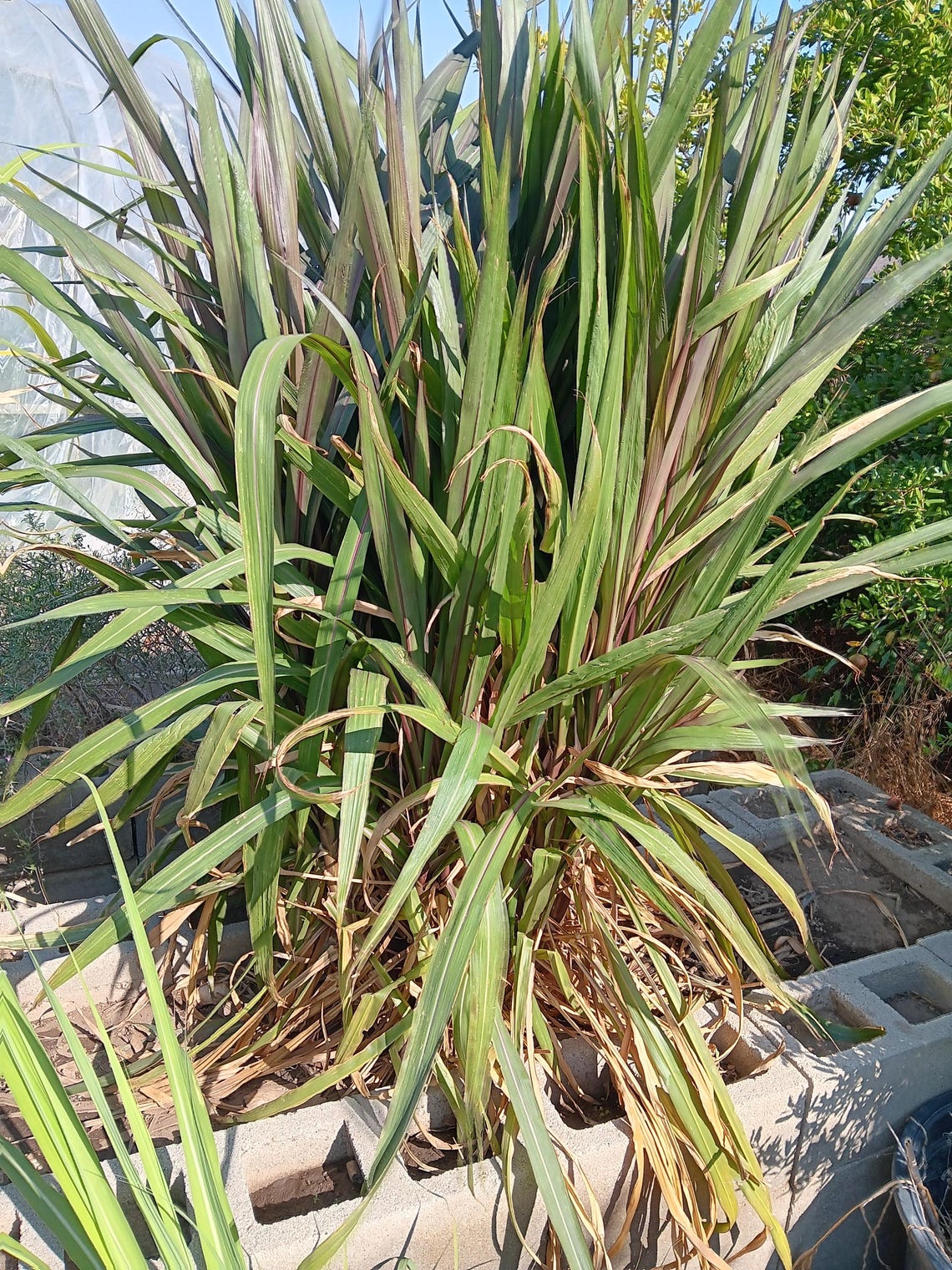 Pele's Smoke Live Sugarcane Plant - Etsy