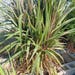 Pele's Smoke Live Sugarcane Plant - Etsy