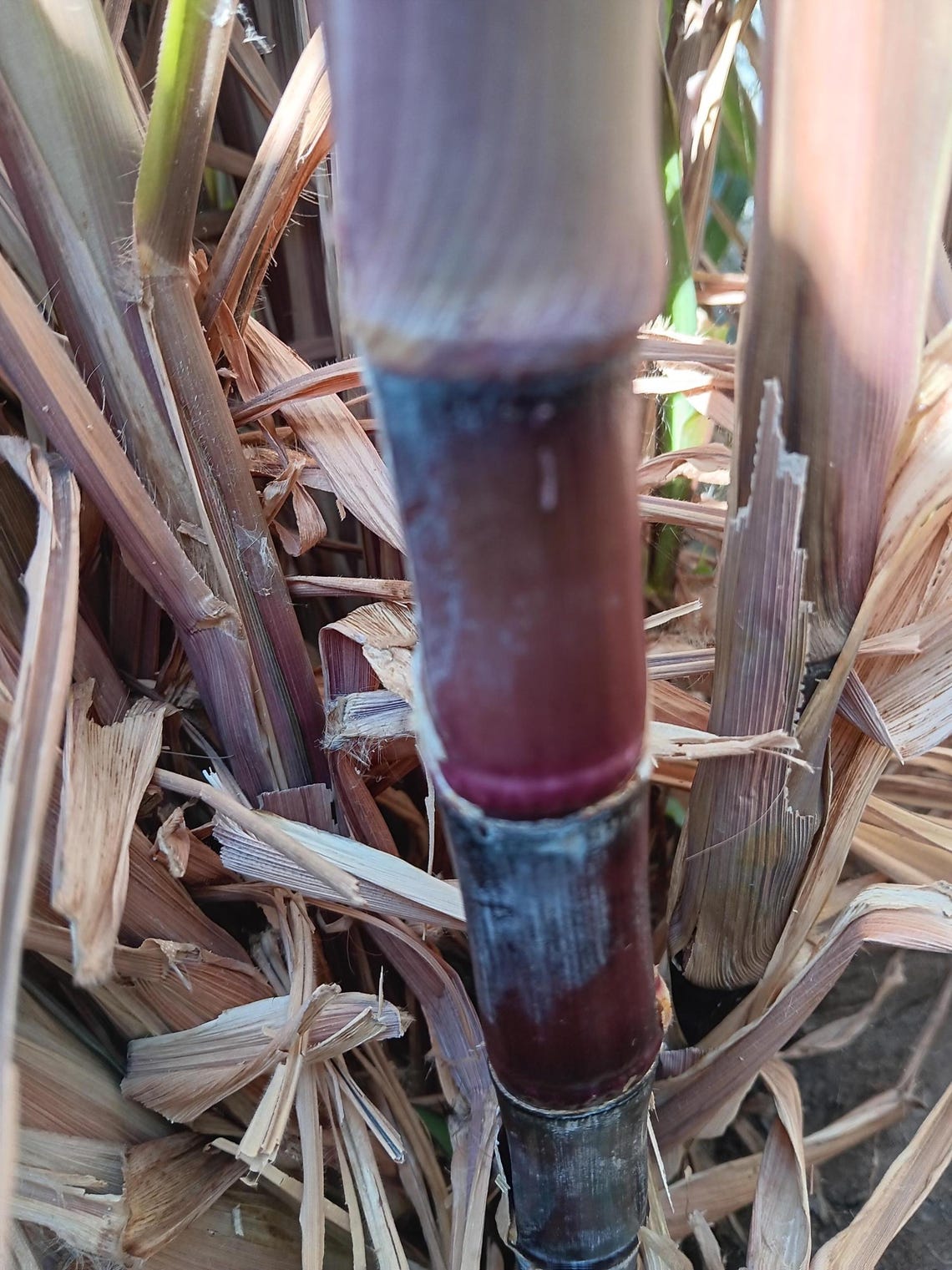 Pele's Smoke Live Sugarcane Plant - Etsy