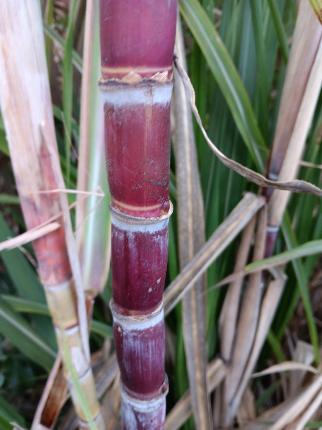 Florida Red Sugar Cane Cuttings - Etsy
