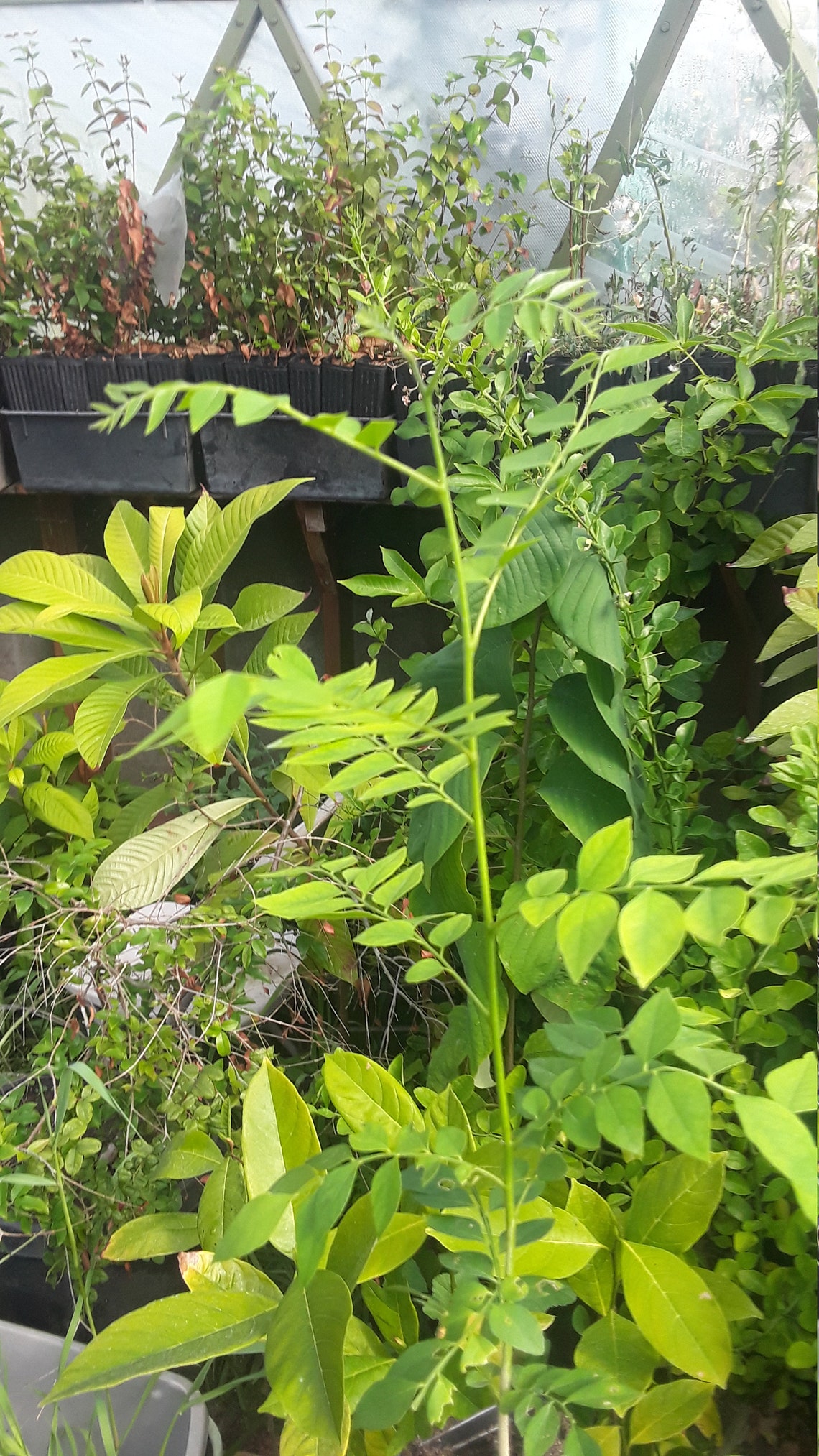 Pink Wampee ((clausena Excavata) Tropical Fruit Tree - Etsy