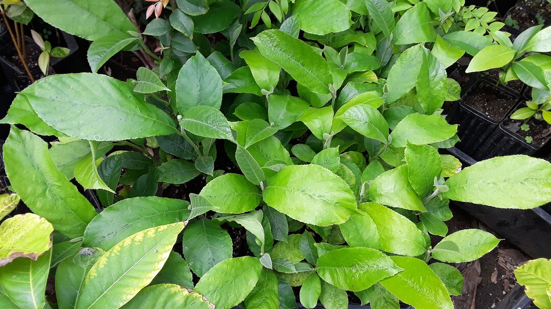 Lakoocha (artocarpus Lakoocha) Tropical Fruit Tree - Etsy