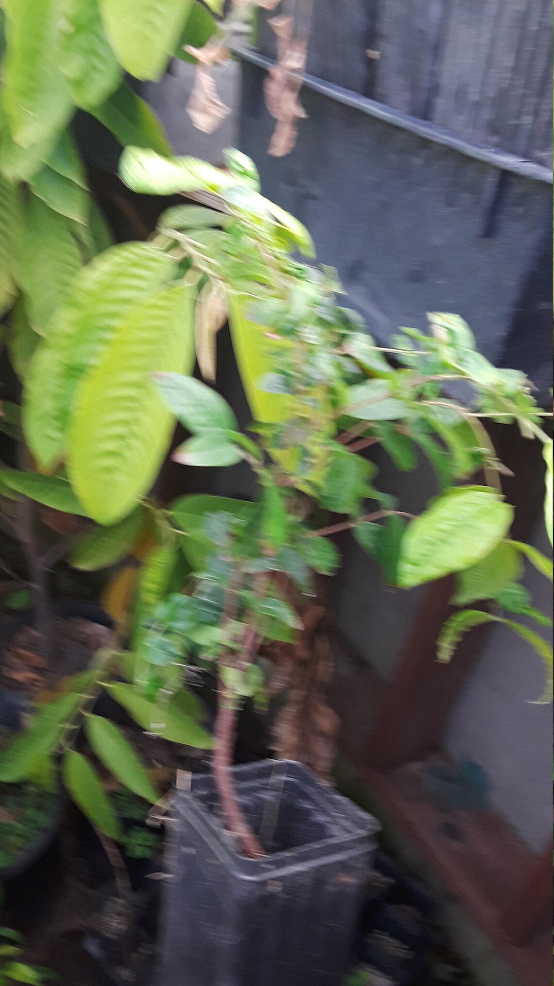 Pink Wampee ((clausena Excavata) Tropical Fruit Tree - Etsy