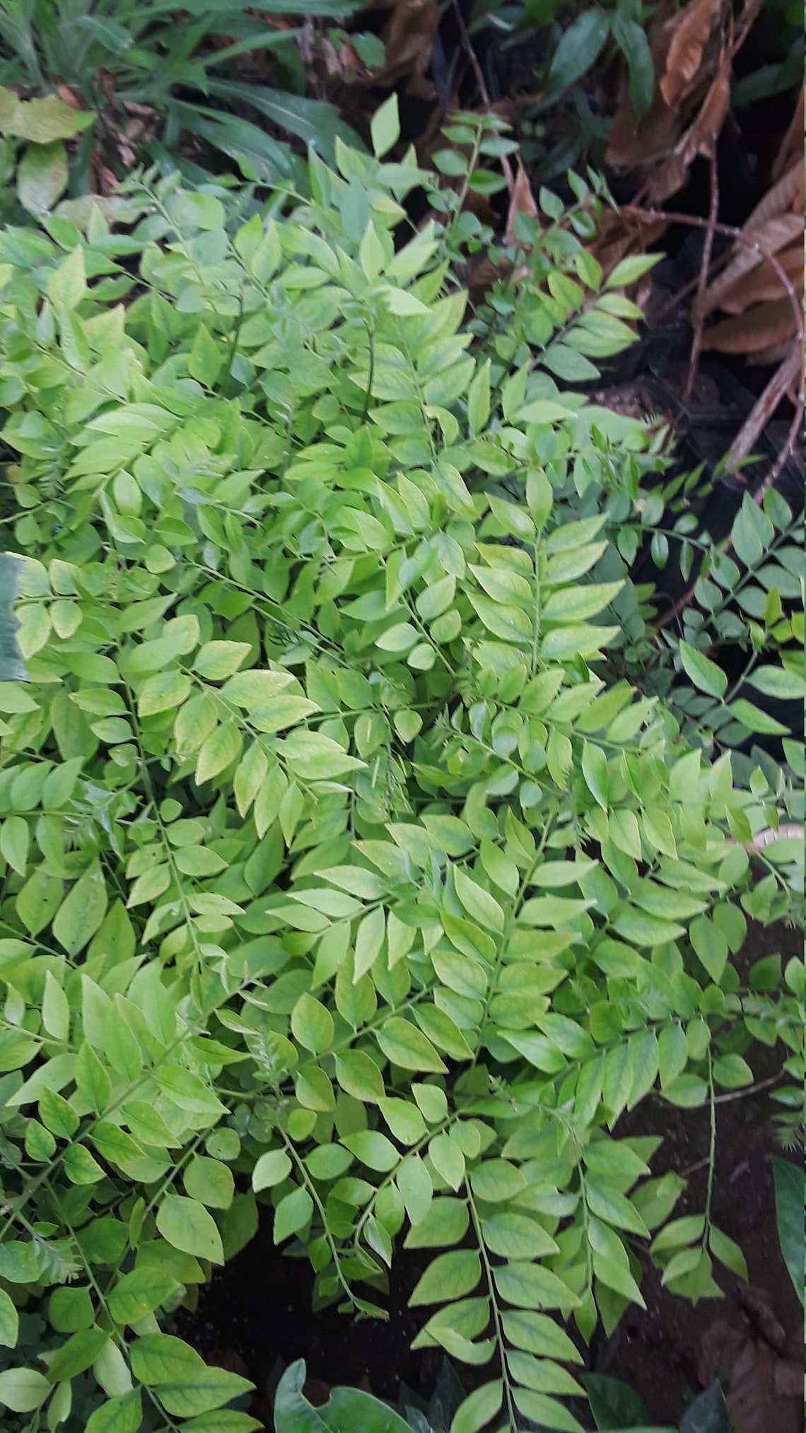 Pink Wampee ((clausena Excavata) Tropical Fruit Tree - Etsy