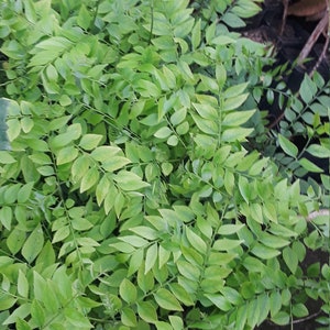 Pink Wampee ((clausena Excavata) Tropical Fruit Tree - Etsy