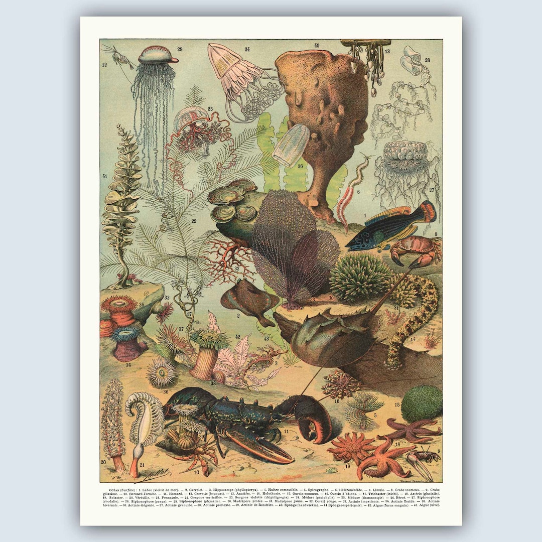 Vintage Ocean Life French Poster, Sea Life Wall Art, Nautical Wall ...
