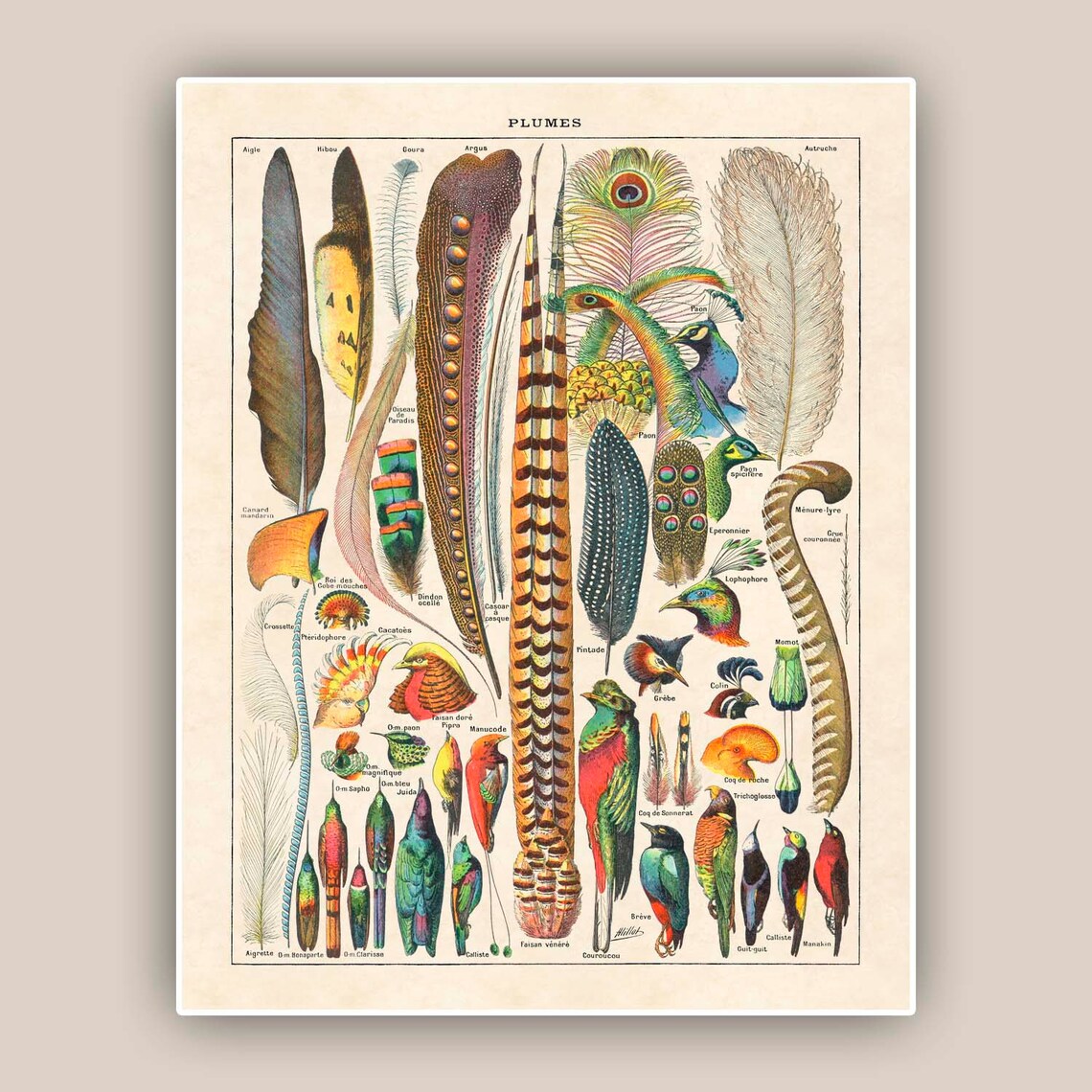 Botanical Prints Set, Natural Science Educational Art, 11x14 - Etsy