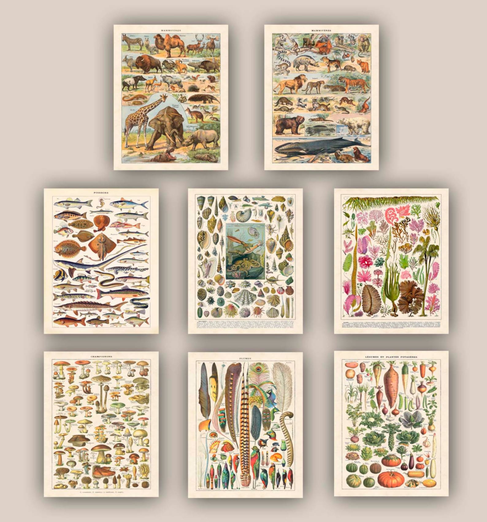 Botanical Prints Set, Natural Science Educational Art, 11x14 - Etsy