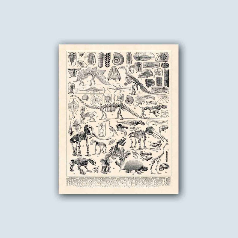 Paleontology Poster Extinct Animals Prehistoric Art - Etsy