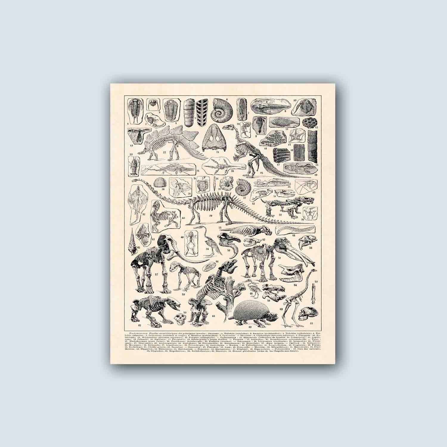 Paleontology Poster, Extinct Animals, Prehistoric Art, Dinosaur Decor ...