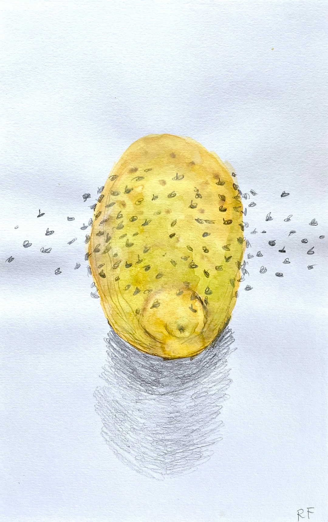 Fruit Fly 2: Lemon - Etsy
