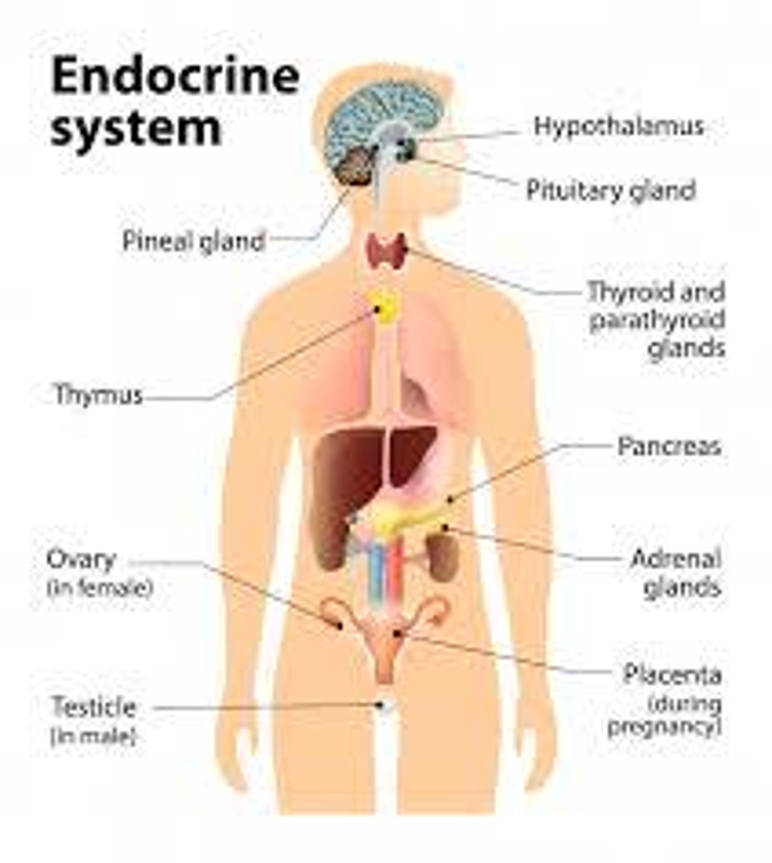 Endocrinology Study Guide - Etsy