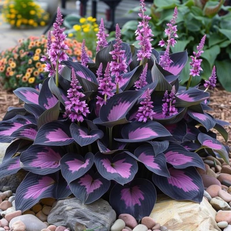 Purple Hosta Plant - Etsy