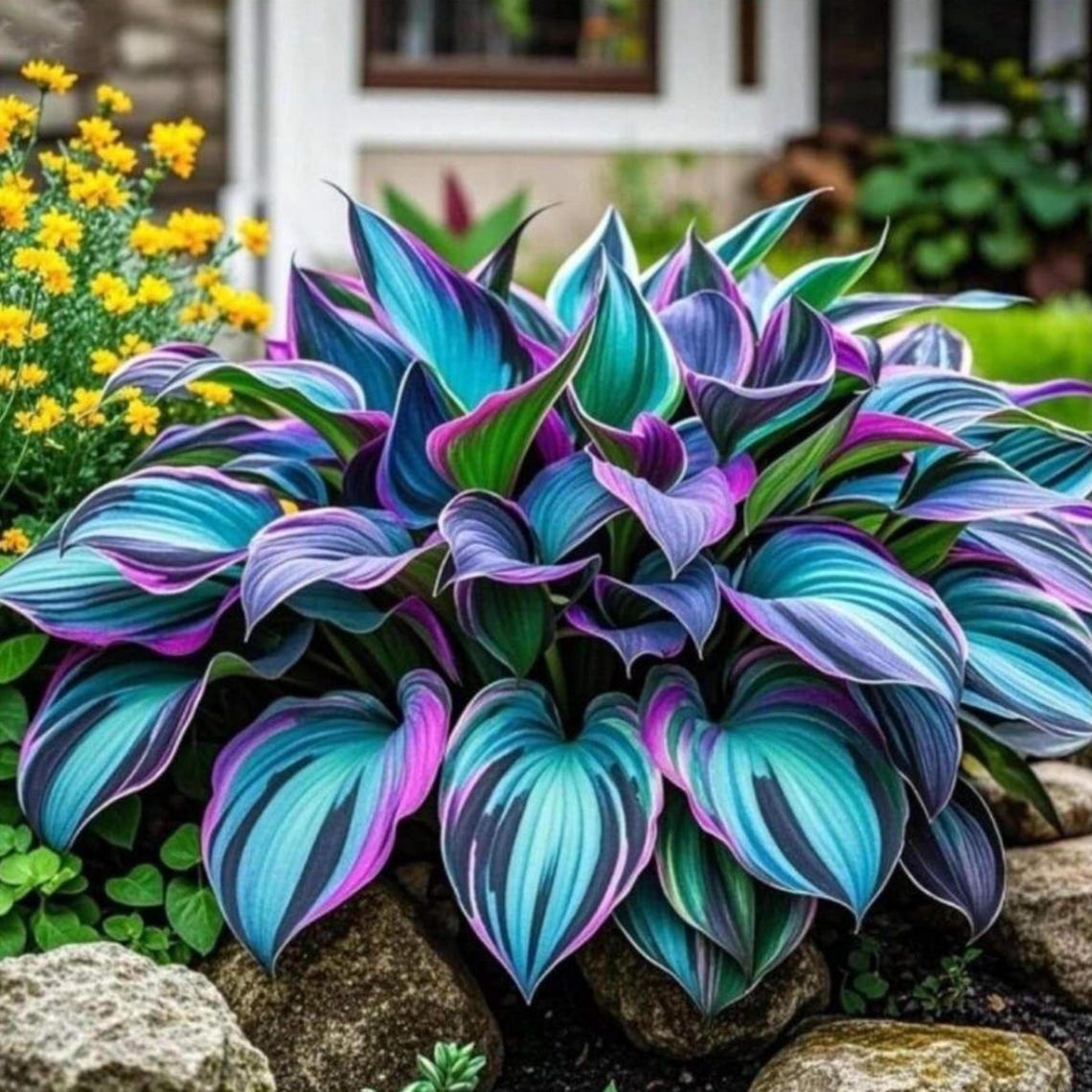 200+ Rare Blue Pink & Black Hosta Seeds – Heart Shaped Plant - Etsy