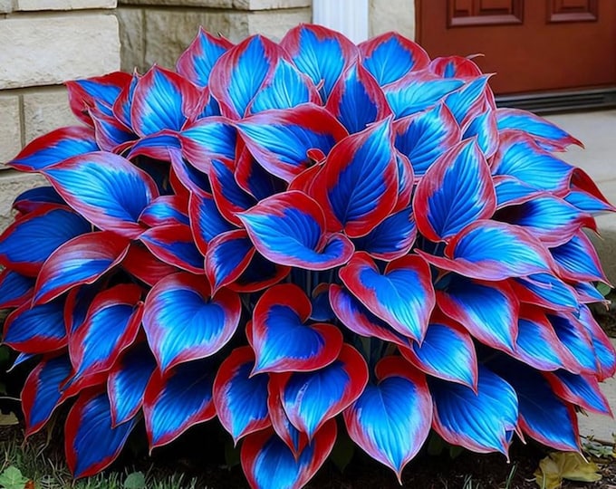 200+ Red & Blue Hosta Seeds – Perennial Shade Garden Plant - Etsy