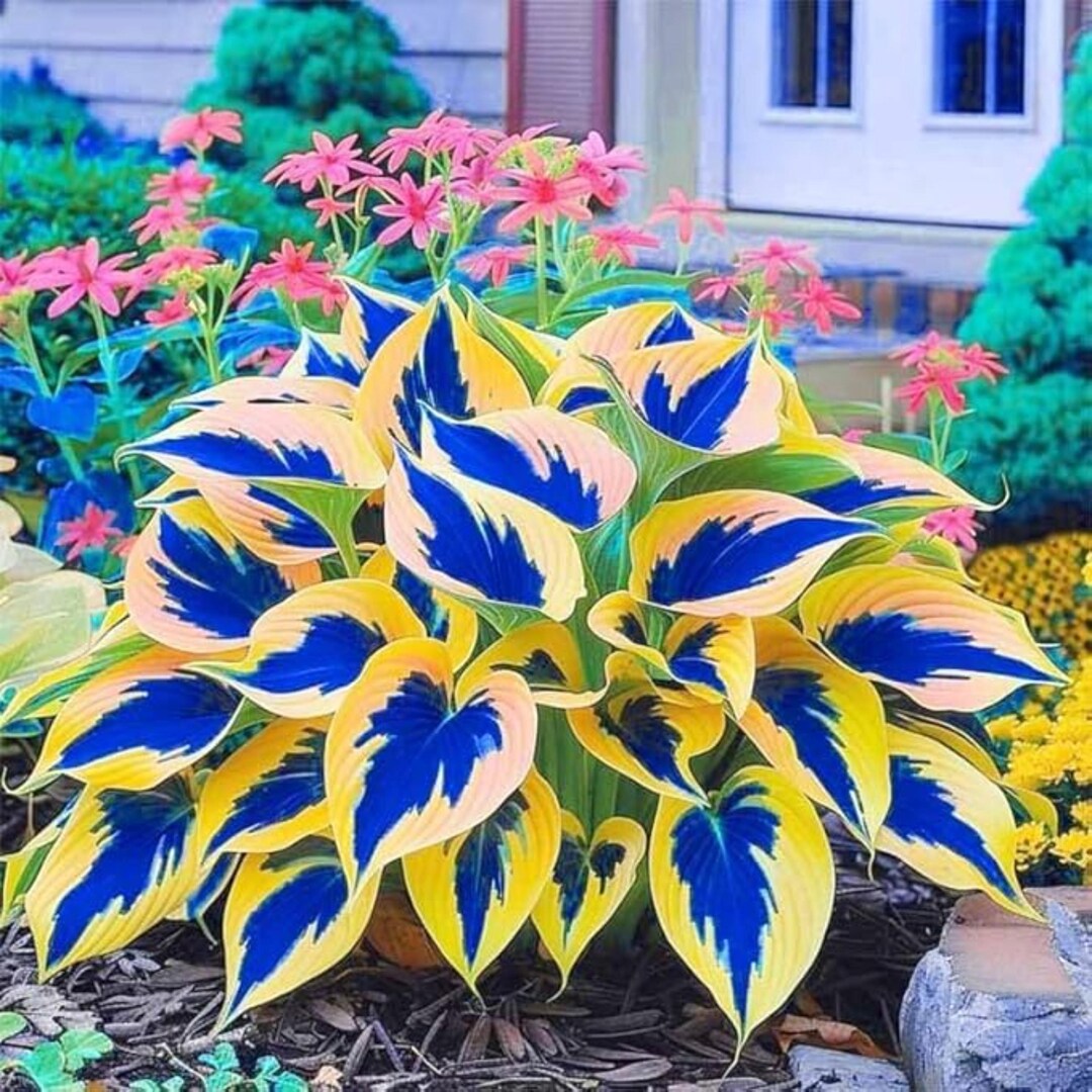 200+ Yellow & Blue Hosta Seeds – Perennial Heirloom Non-gmo Shade Plant ...