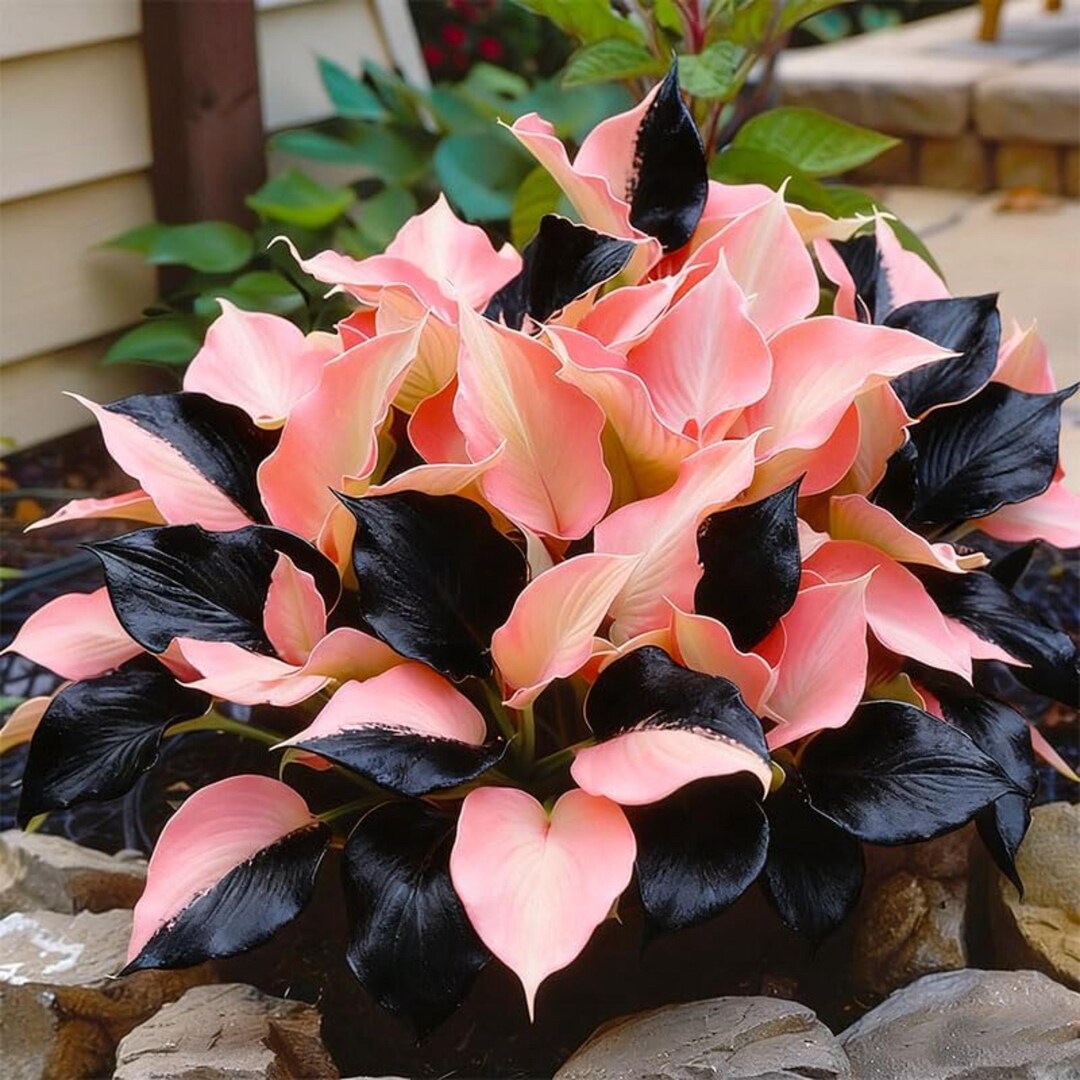 200+ Pink & Black Hosta Seeds – Perennial Shade Plant - Etsy