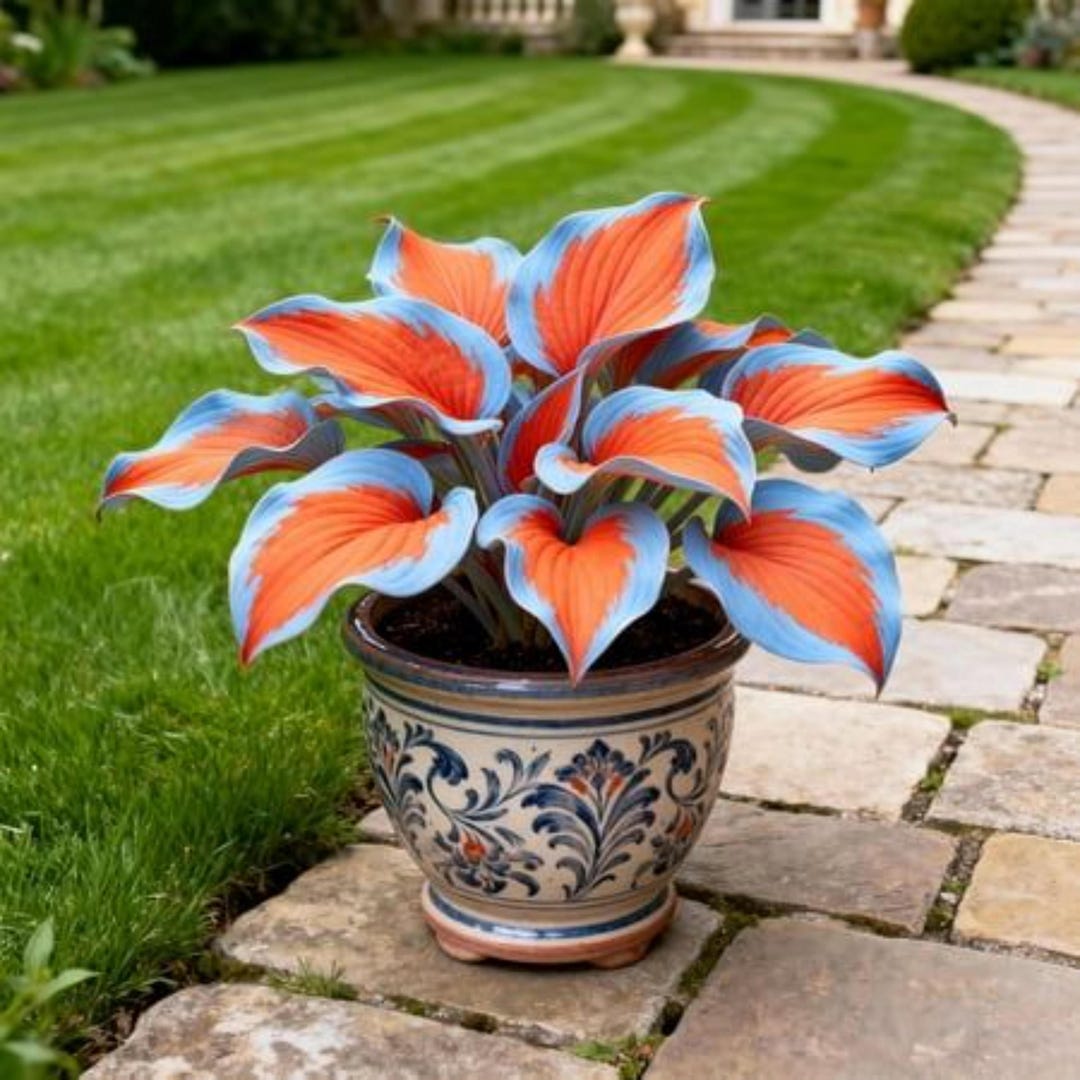 200+ Orange Hosta Seeds – Rare Perennial Shade Garden Plant - Etsy