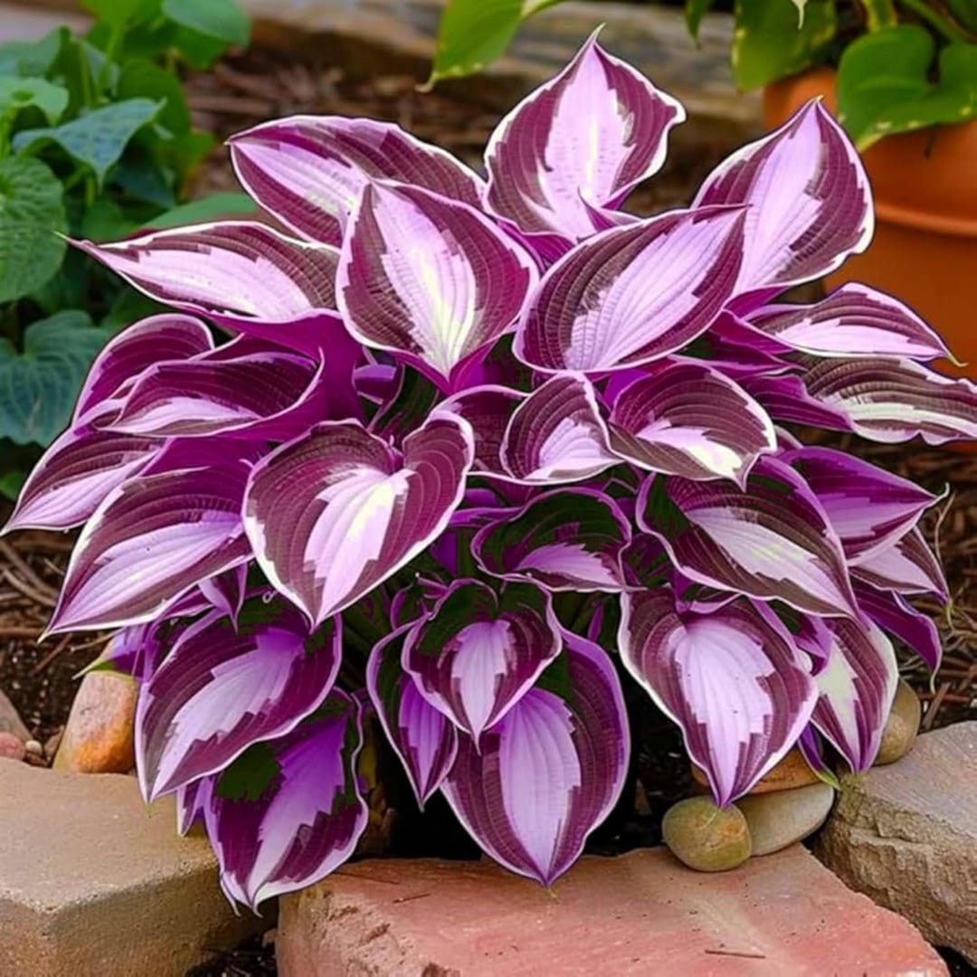 200+ Pink Hosta Seeds Perennial - Etsy