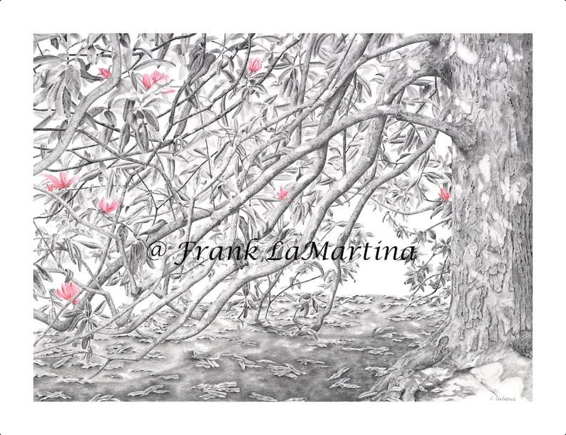 Magnolia Tree Graphite Pencil Drawing - Glicee Print - Etsy