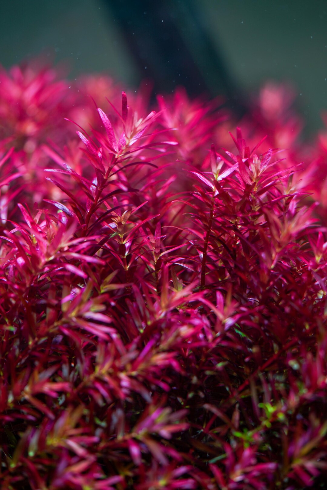 Rotala Blood Red SG - Submersed Grown - Etsy