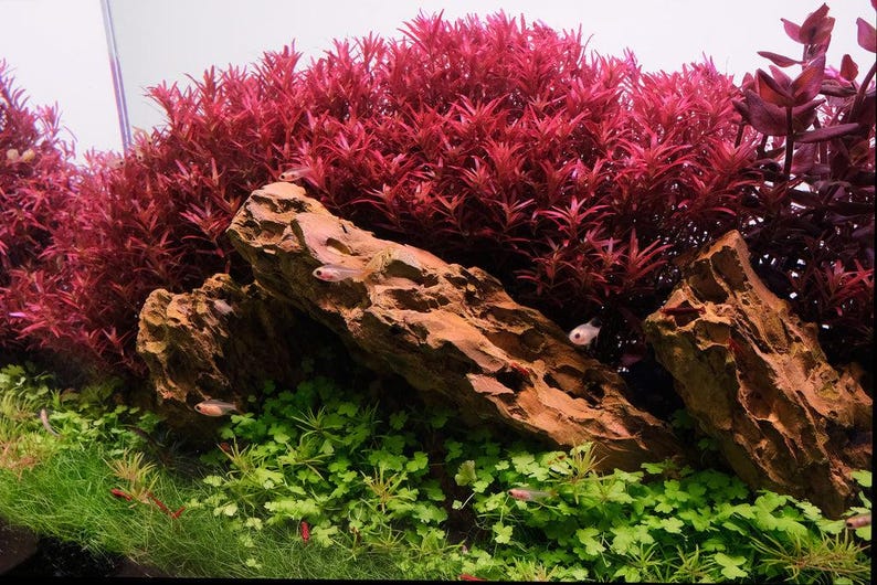 Rotala Blood Red SG - Submersed Grown - Etsy