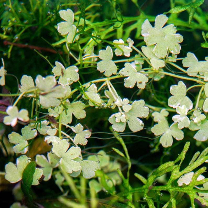 Hydrocotyle Tripartita 'mini Variegated' - Submersed Grown - Etsy