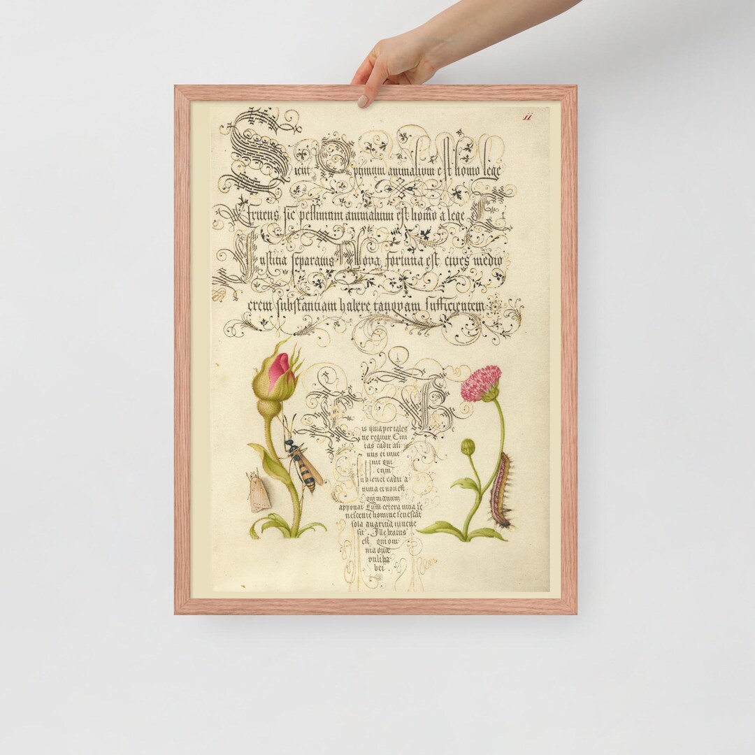 Wainscot, French Rose, Wasplike Insect, English Daisy, and Caterpillar ...
