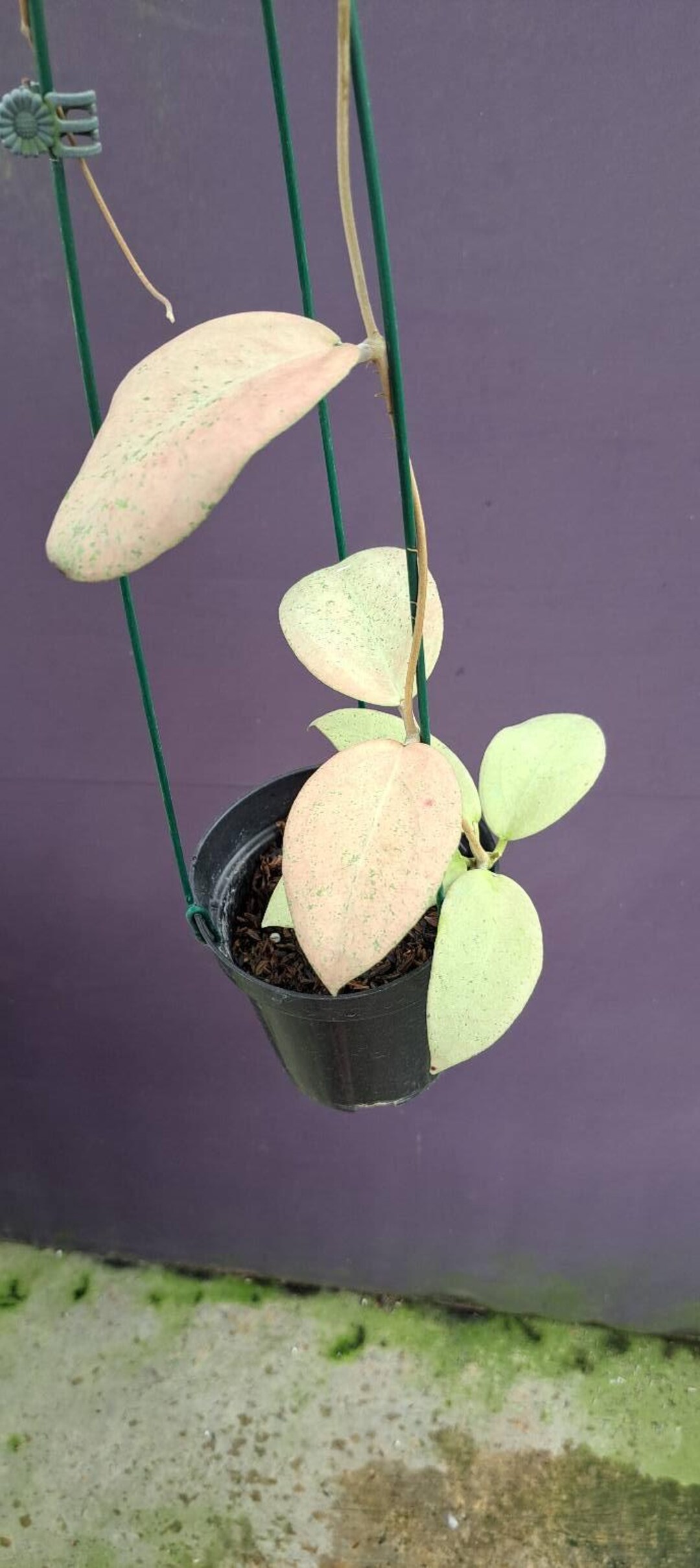 Hoya Menak Sopal Pink Splash Real Picture - Etsy