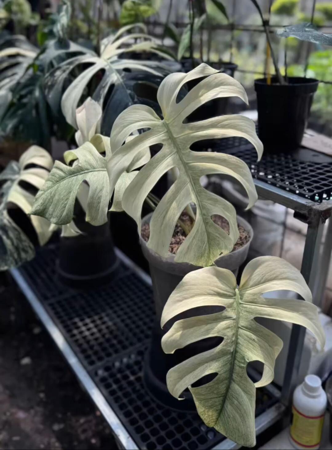 Monstera White Devil Monster Variegated Real Picture Leaves Big. - Etsy