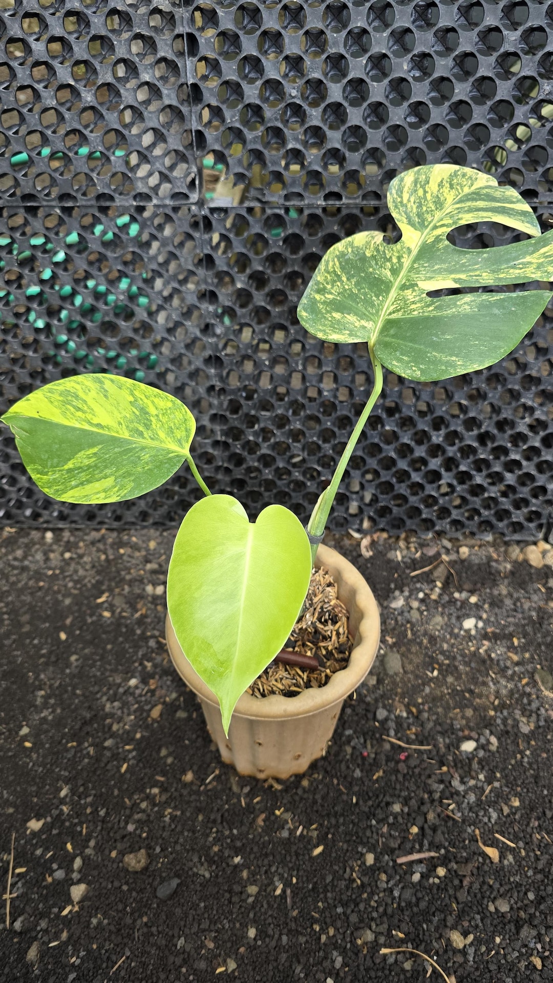 Monstera Aurea Yellow Three Colors Variegated Real Pikture 3 Leaves - Etsy