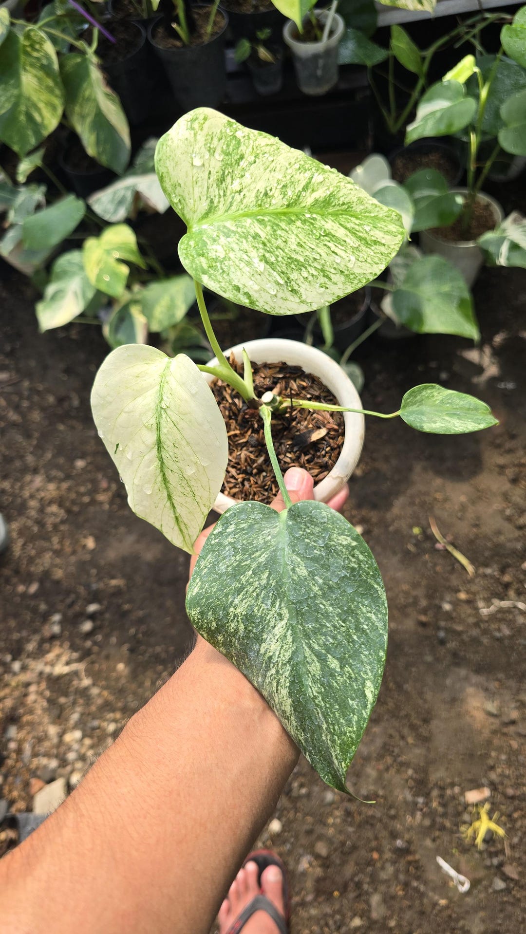 Monstera Devil Monster White Variegated Real Picture. - Etsy