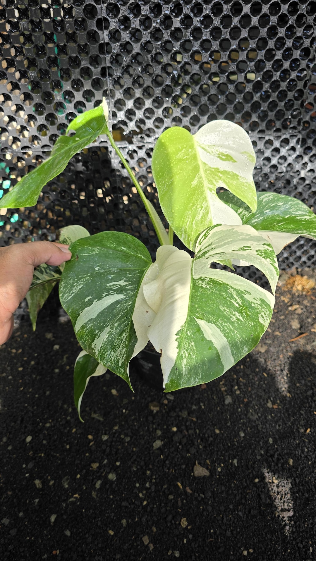 Monstera White Tiger Marble Variegated 5 Leaves Real Pikture - Etsy