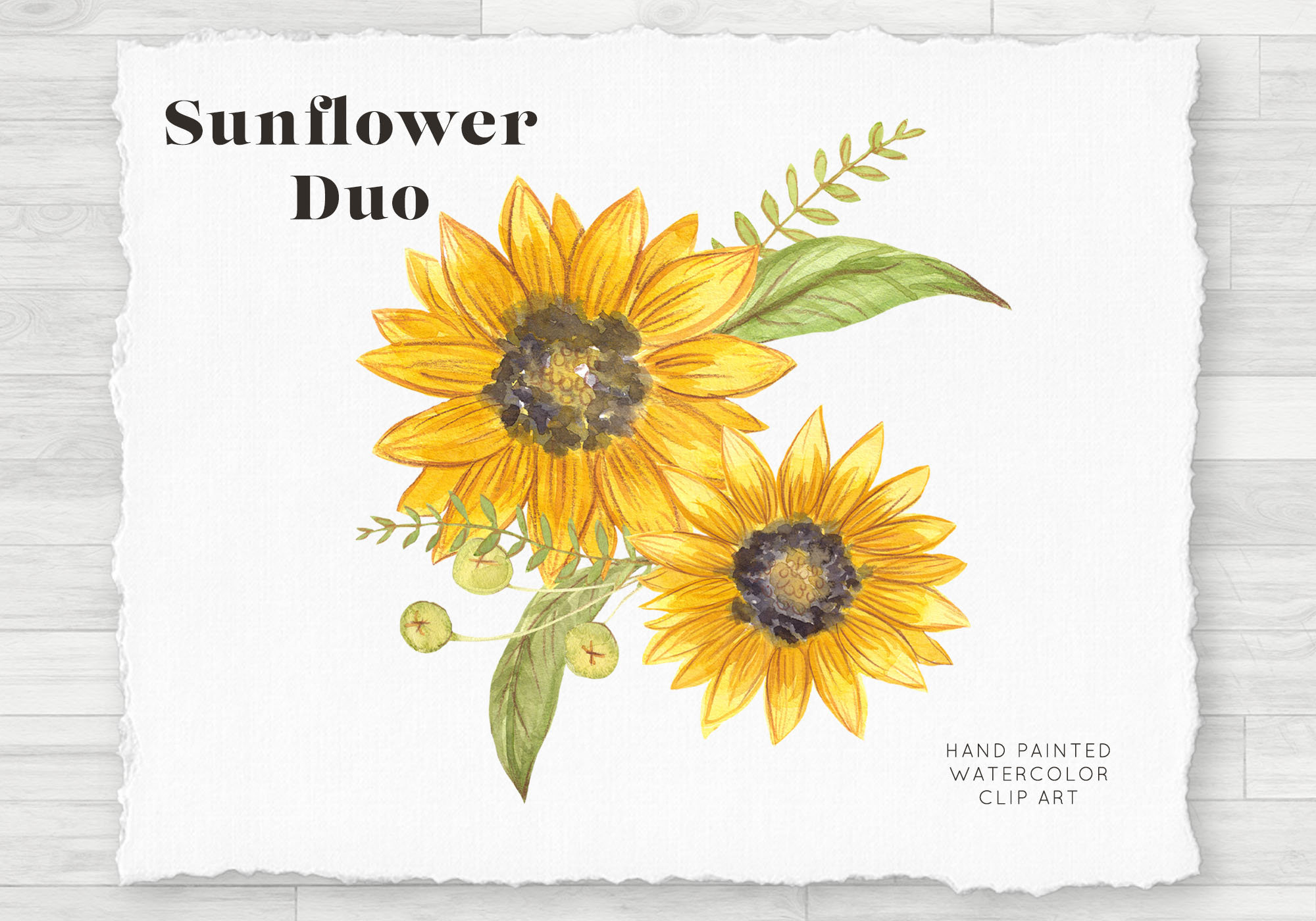 Watercolor PNG Clip Art Sunflower Set Transparent - Etsy